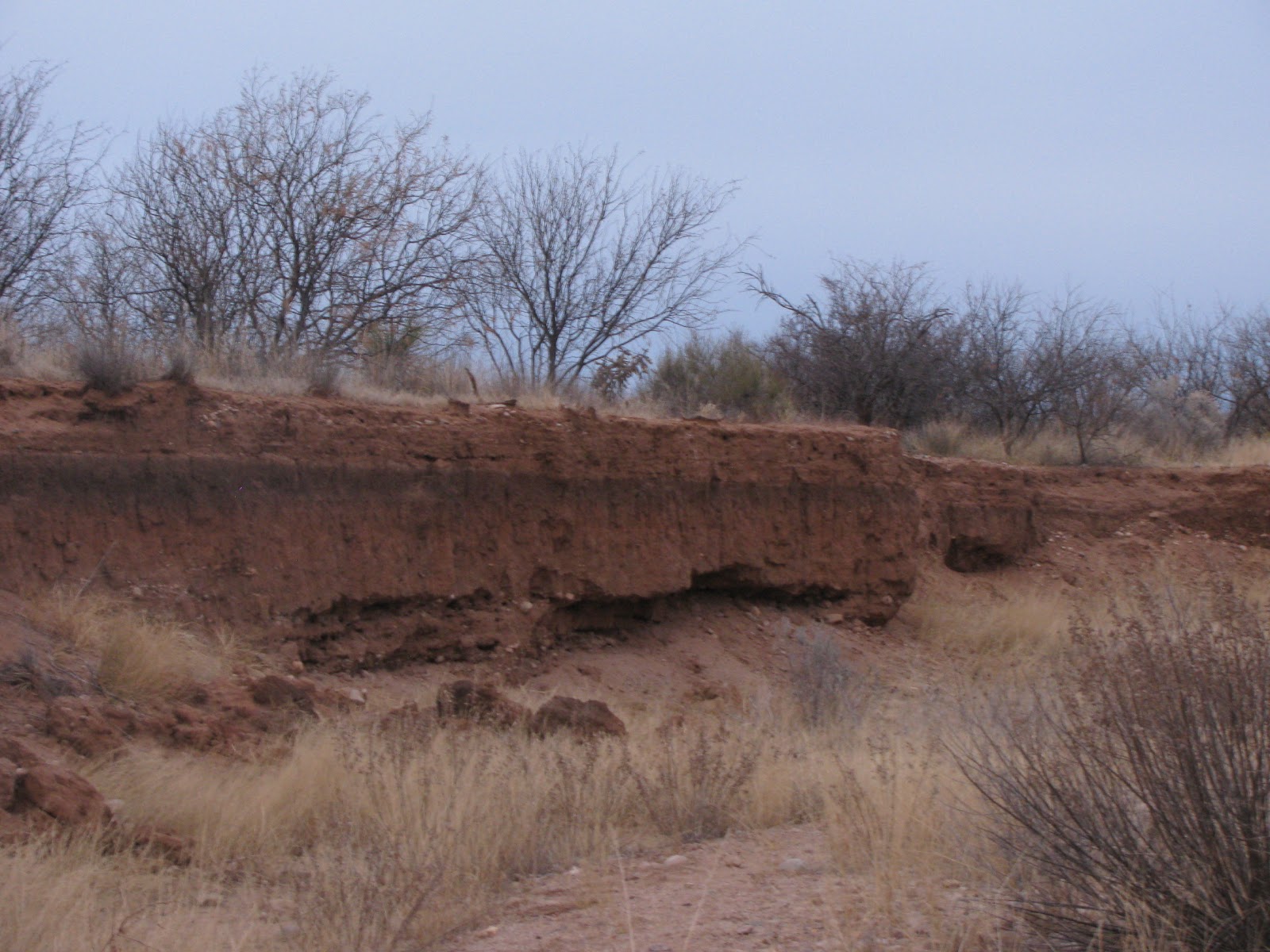 Backyard Excursions: Murray Springs Mammoth Kill Site